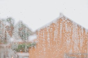 How Algae and Mould Can Affect Your Windows